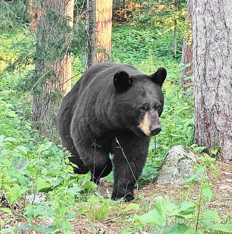It's Not Too Late to Join in on a Bear Course! - UPDATE June 18, 2026 ...