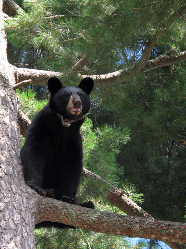 Hope Collared and Uncollared - The Wildlife Research Institute