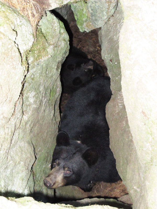 Lily’s in a den! - The Wildlife Research Institute