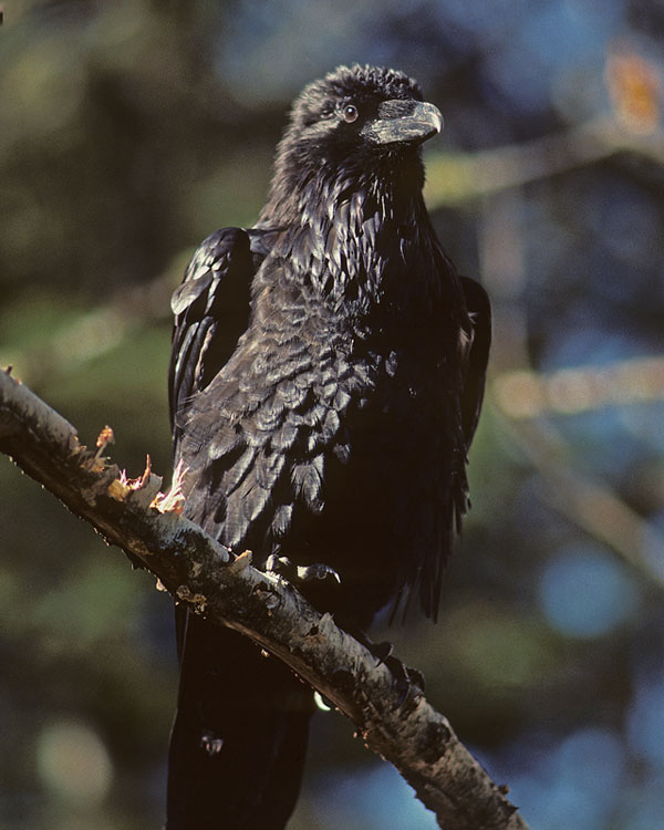 Juliet, Den Cams, and Ravens - The Wildlife Research Institute