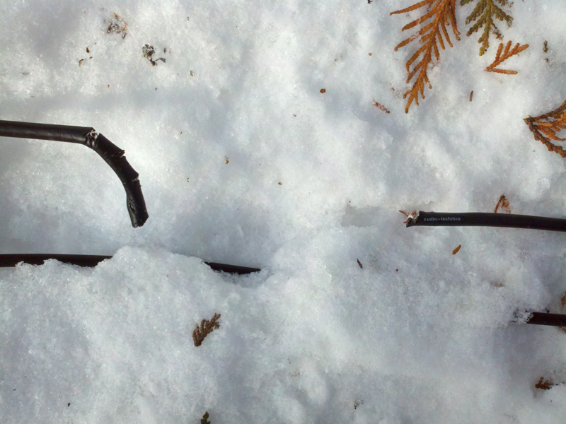 The Cubs are Named - The Wildlife Research Institute