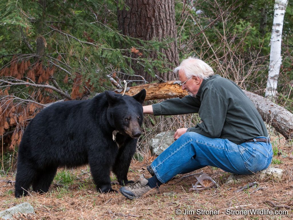 Lynn Rogers, Ph.D. - The Wildlife Research Institute
