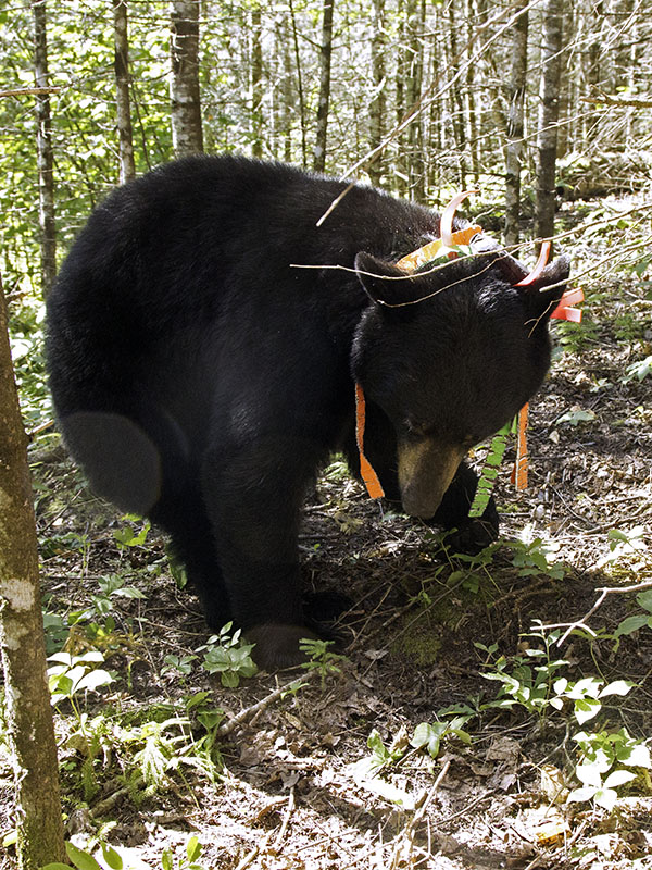 Concern for Aster – UPDATE September 7, 2013 - The Wildlife Research ...