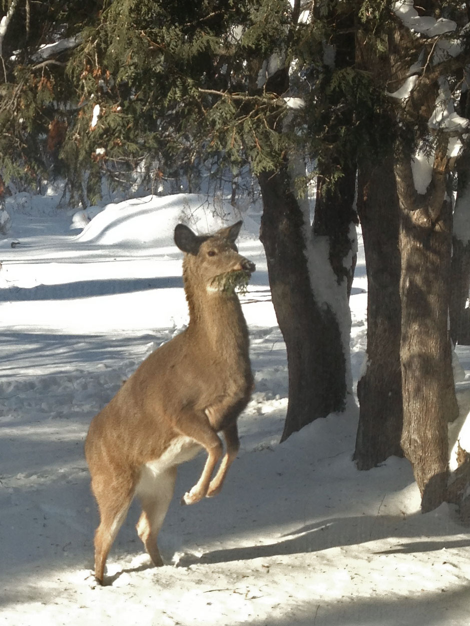 Honey, Deer, Memberships, and Eveleth – UPDATE December 7, 2013 - The ...