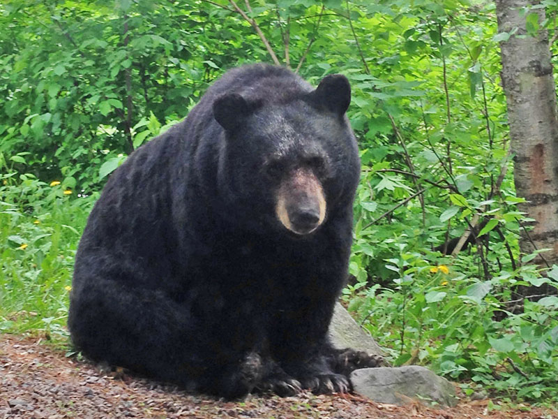 Bears, Bears, Bears! – UPDATE June 9, 2014 - The Wildlife Research ...
