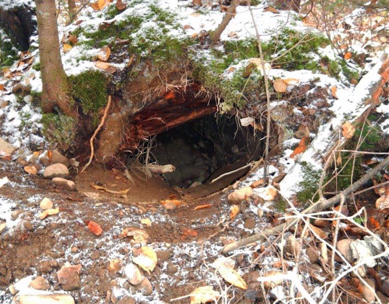 Dens - UPDATE September 17, 2014 - The Wildlife Research Institute