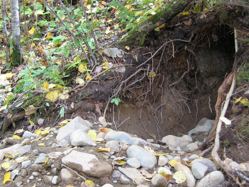 Dens - UPDATE September 17, 2014 - The Wildlife Research Institute