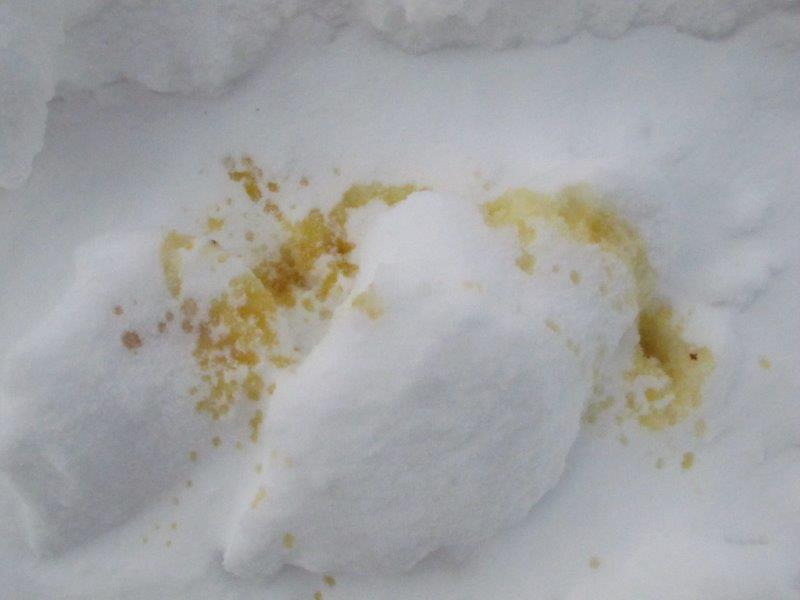 Wolves, Deer and Slide Show for Ecology Hall - UPDATE February 12, 2015 ...