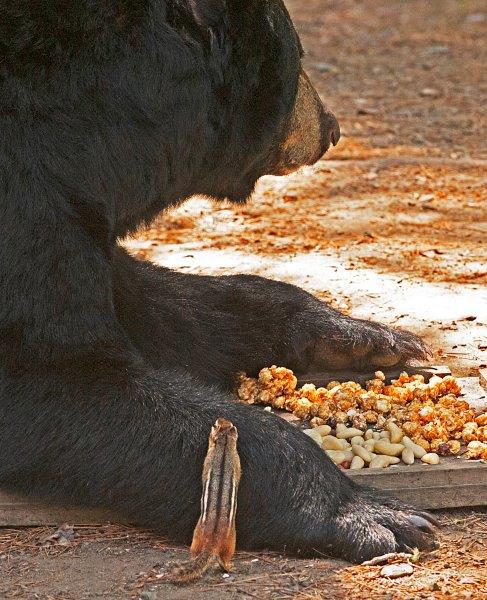 Upper Wall Photos and Trustworthy Bears - UPDATE January 10, 2016 - The ...