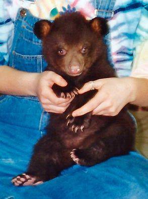 Honey - UPDATE April 29, 2016 - The Wildlife Research Institute