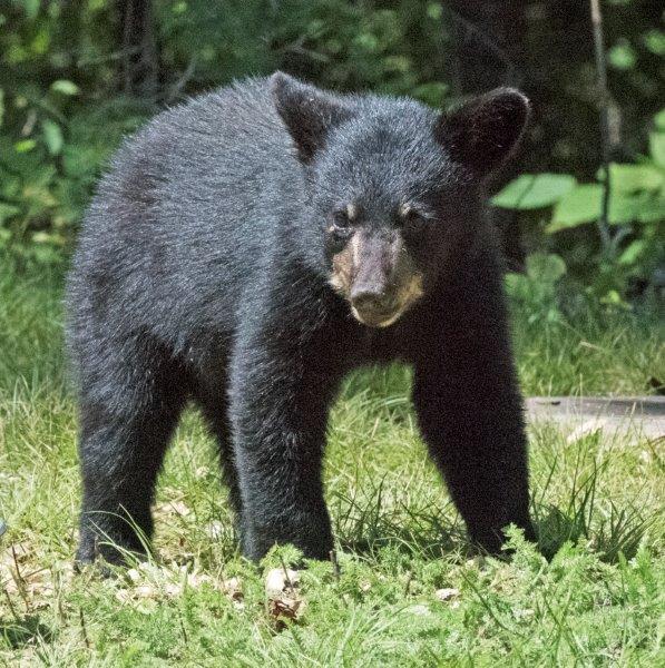 Lily, Fern, Donna, and the Life of Jewel - UPDATE July 25, 2016 - The ...