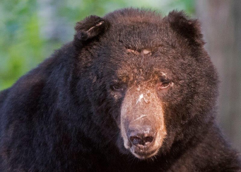 Tasha, Holly, Wildlife Reunions - UPDATE July 27, 2016 - The Wildlife ...