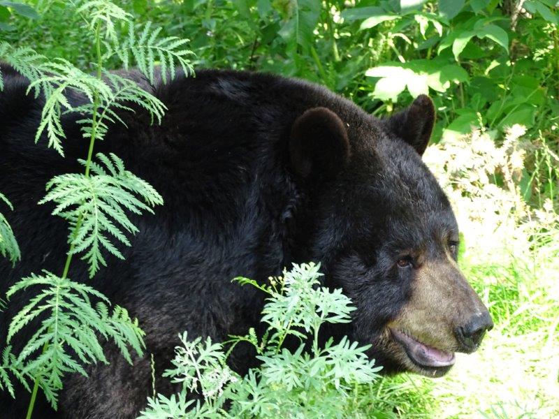 Ted, Spider - UPDATE July 28, 2016 - The Wildlife Research Institute