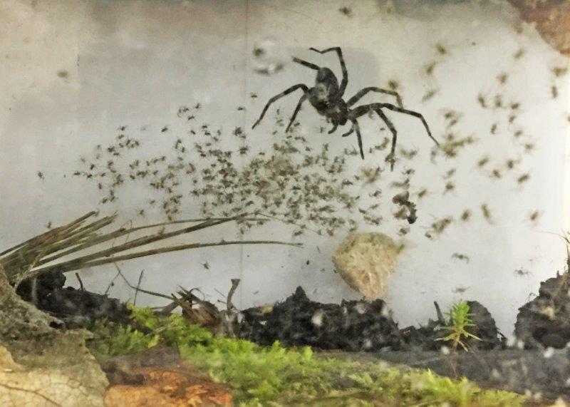 Ted, Spider - UPDATE July 28, 2016 - The Wildlife Research Institute