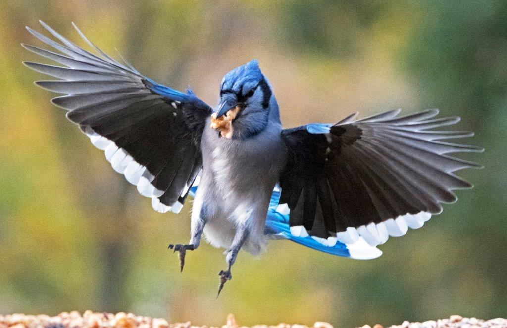 Jewel Back, Blue Jay, and More - UPDATE October 8, 2016 - The Wildlife ...