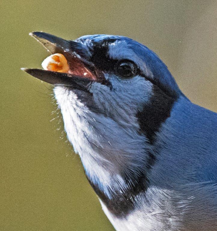 Jewel Back, Blue Jay, and More - UPDATE October 8, 2016 - The Wildlife ...