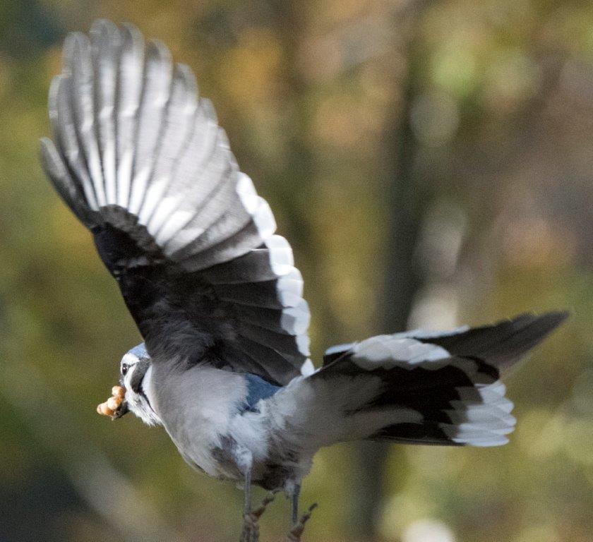 blue jay wings underside