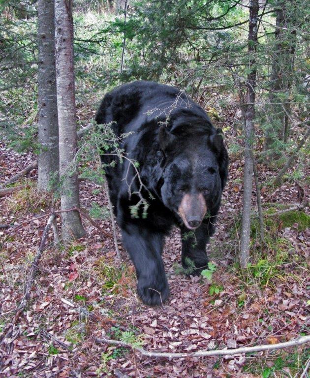 Quill, Ted, Project Grizzly, Birds - UPDATE October 30, 2016 - The ...