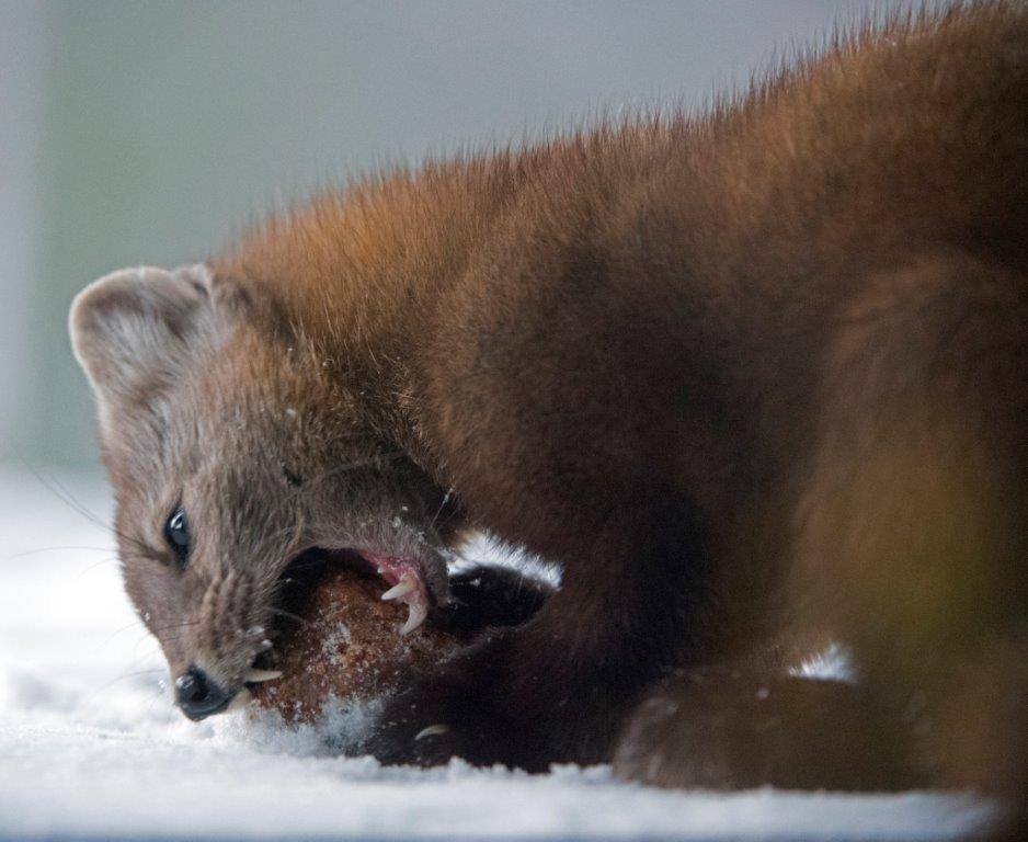 Pine Marten Teeth