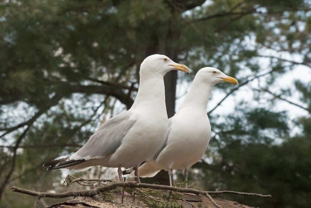 Ted, Gulls, Speaking in Michigan - UPDATE April 13, 2017 - The Wildlife ...