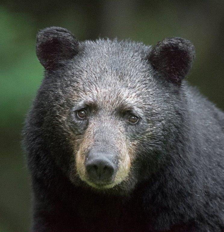 Bears Young and Old - UPDATE June 30, 2017 - The Wildlife Research ...