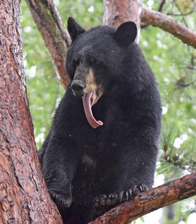 Now That’s a Yawn! - UPDATE August 27, 2017 - The Wildlife Research ...
