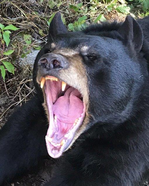 Now That’s a Yawn! - UPDATE August 27, 2017 - The Wildlife Research ...