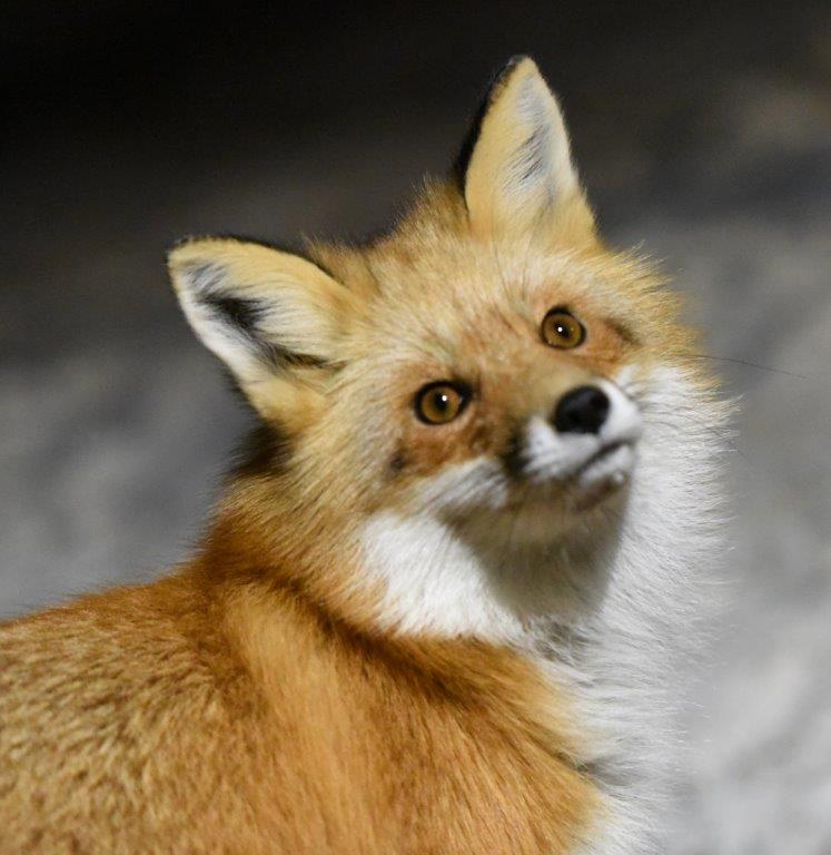 Night Pics, Foxes, Deer - UPDATE February 12, 2018 - The Wildlife ...