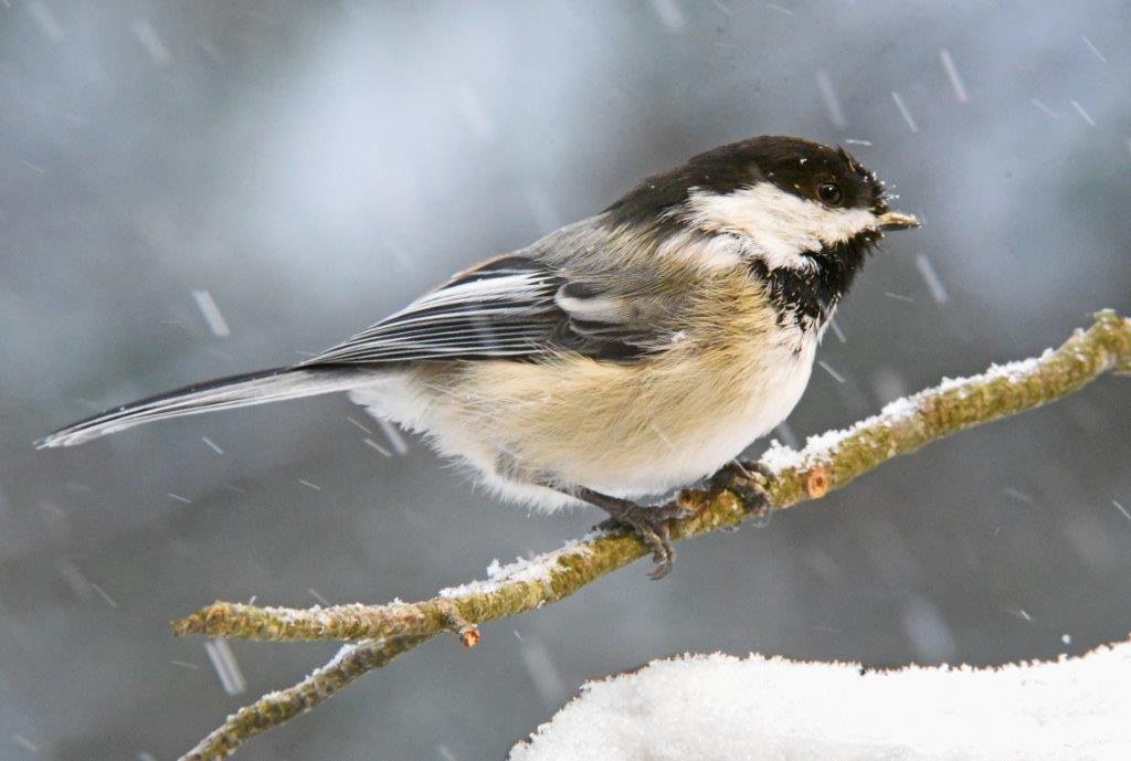 Big Fluffy Snow - UPDATE February 19, 2018 - The Wildlife Research ...