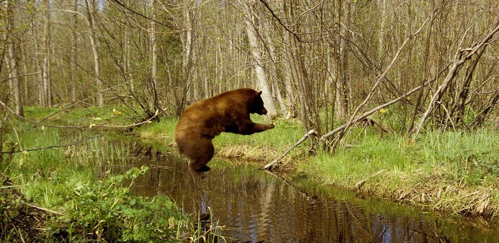 Grizzly Bear Jumping