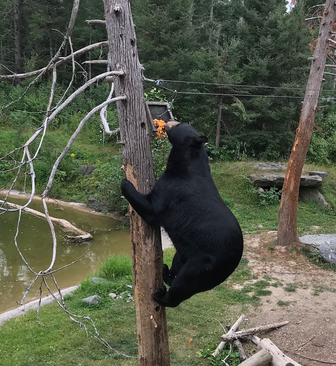 The Five Bears Behind the Scenes and High Anxiety for Holly - UPDATE ...