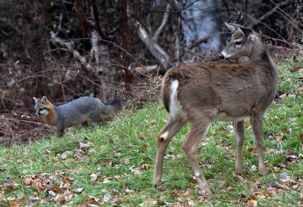 Bears, Foxes, and Memories of Beloved Bears - UPDATE October 31, 2018 ...