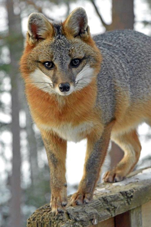 Mink Markings, Fox Faces, Sweet Ted Sleeping - UPDATE December 13, 2018 ...