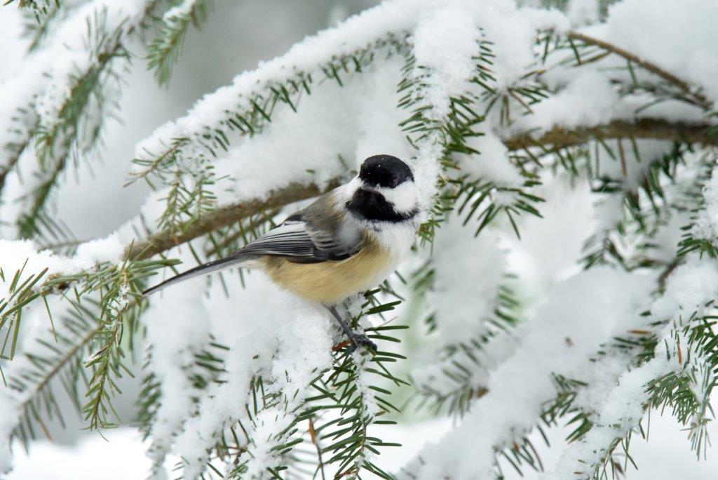 chickadee snow