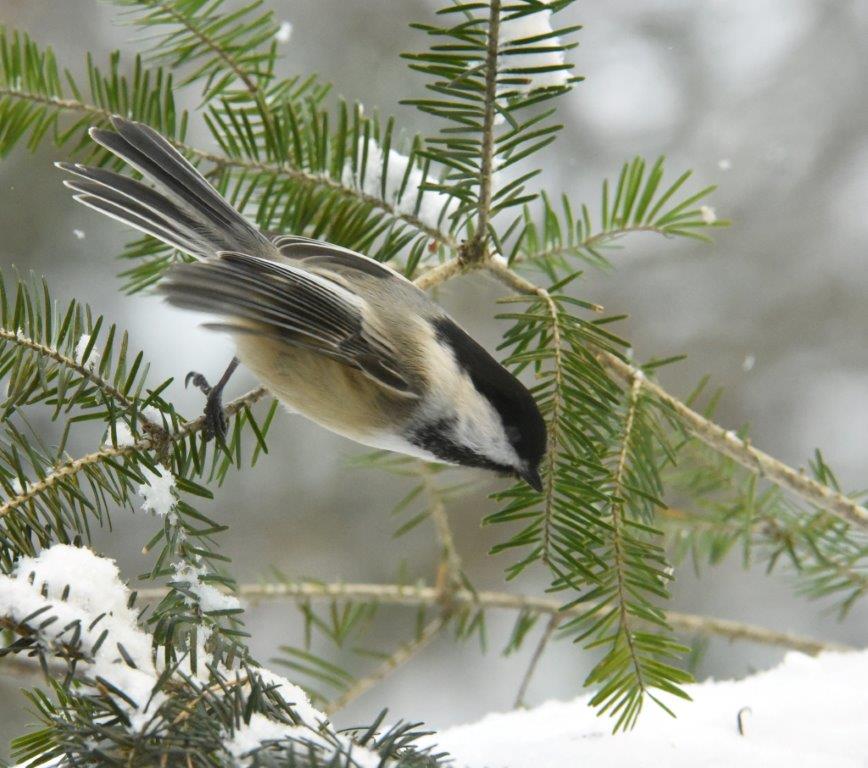 Soft Snow and a Flutter of Birds - UPDATE February 6, 2019 - The ...