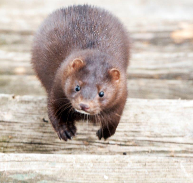 Wildlife Action - UPDATE March 13, 2019 - The Wildlife Research Institute