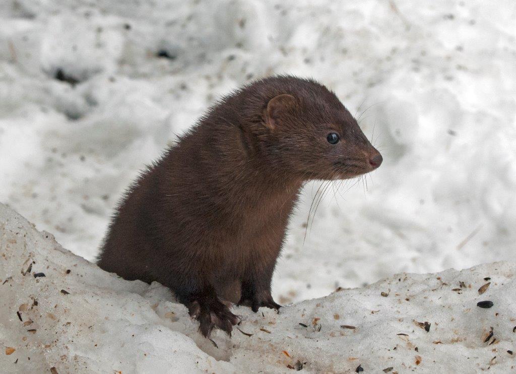 Wildlife Action - UPDATE March 13, 2019 - The Wildlife Research Institute