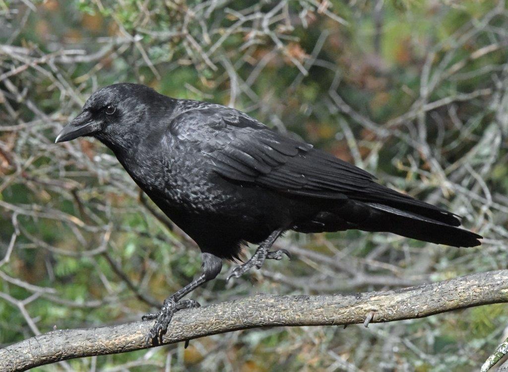 Bear Hunting has ended - UPDATE October 13, 2019 - The Wildlife ...