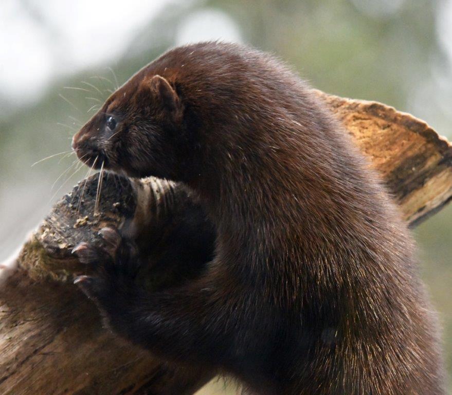 Mink, White Pine - UPDATE November 19, 2019 - The Wildlife Research ...