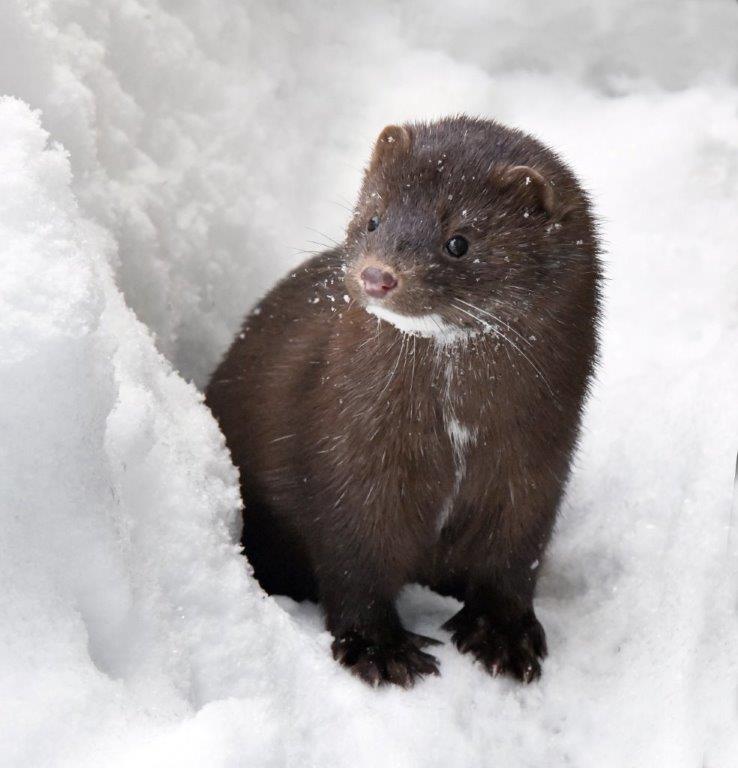 Snow and Minks - UPDATE January 18, 2020 - The Wildlife Research Institute