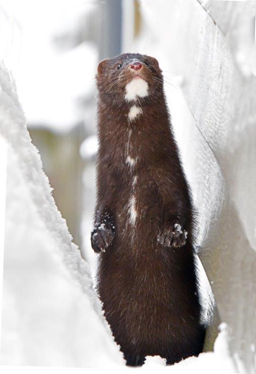 Snow and Minks - UPDATE January 18, 2020 - The Wildlife Research Institute