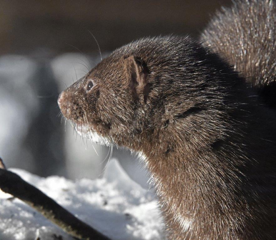 Mink of the Day and Groundhog Day - UPDATE February 3, 2020 - The ...