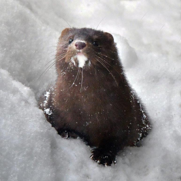 New Mink Mystery - UPDATE March 4, 2020 - The Wildlife Research Institute