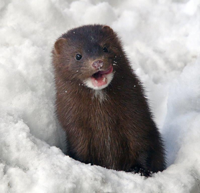 New Buds, New Snow - UPDATE March 5, 2020 - The Wildlife Research Institute