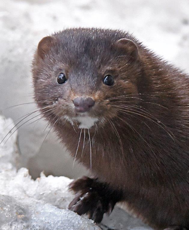 Gordon, Stripe, A Day with Donna, and more - UPDATE March 14, 2020 ...