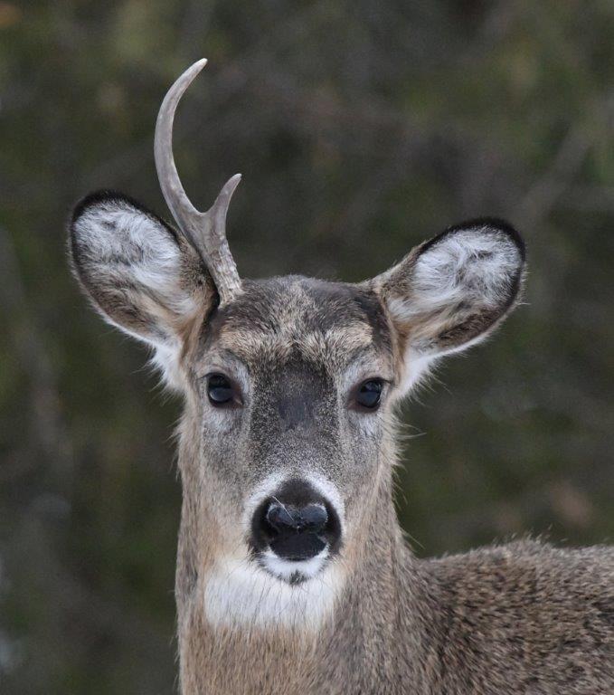 Ted, Antlers, and Love of Nature - UPDATE March 15, 2020 - The Wildlife ...
