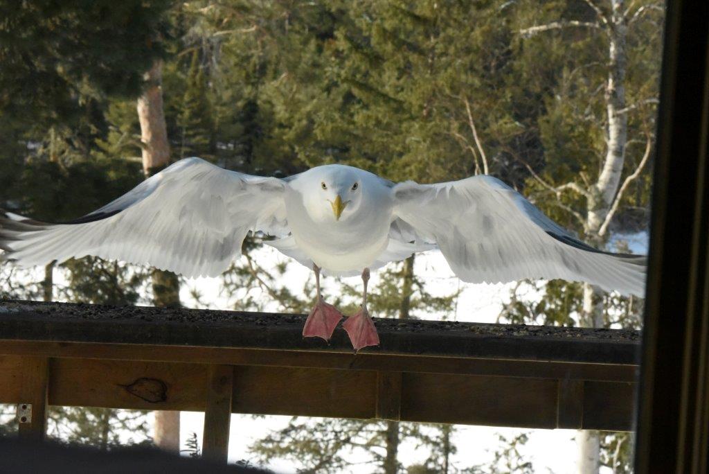 Ted, the Gull, and Bandwidth - UPDATE March 23, 2020 - The Wildlife ...