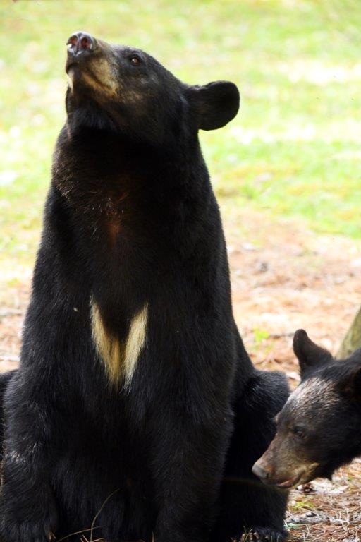 Blaze Confusion, The Brown Cub, and Our First Taker of the Tub - UPDATE ...