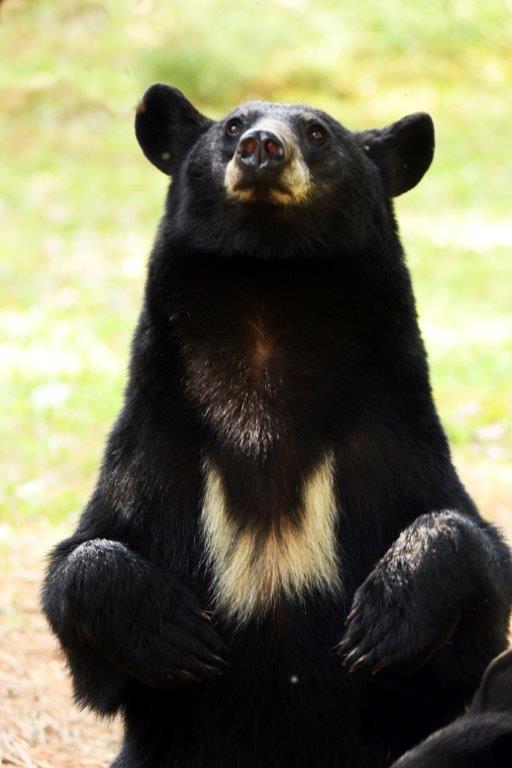 Blaze Confusion, The Brown Cub, and Our First Taker of the Tub - UPDATE ...