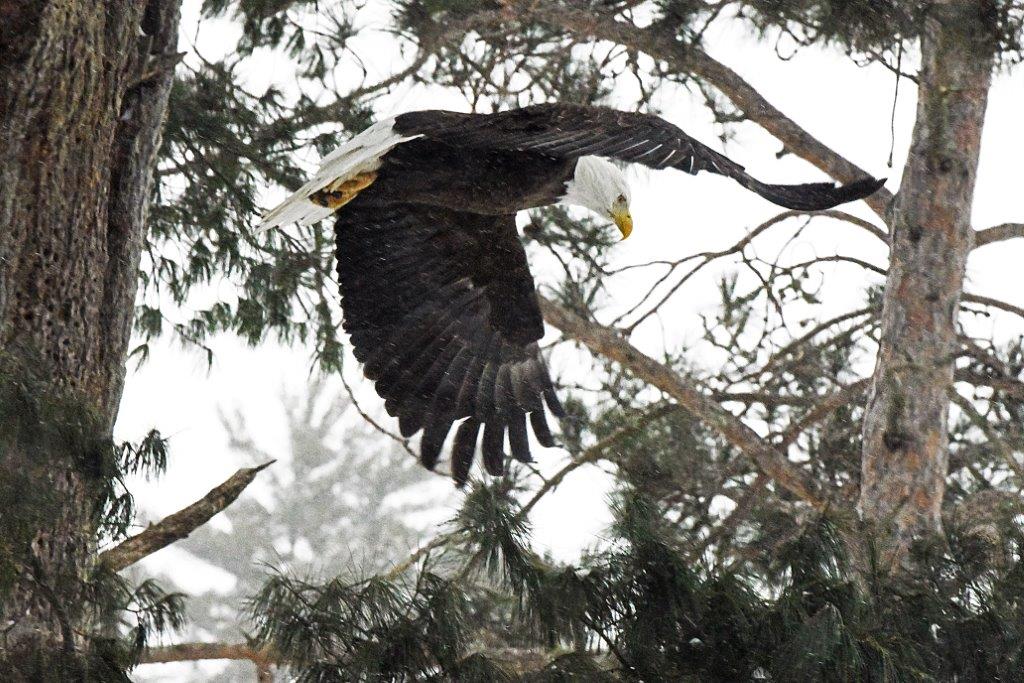 Bald Eagle Status 2022